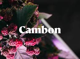 Cambon Font